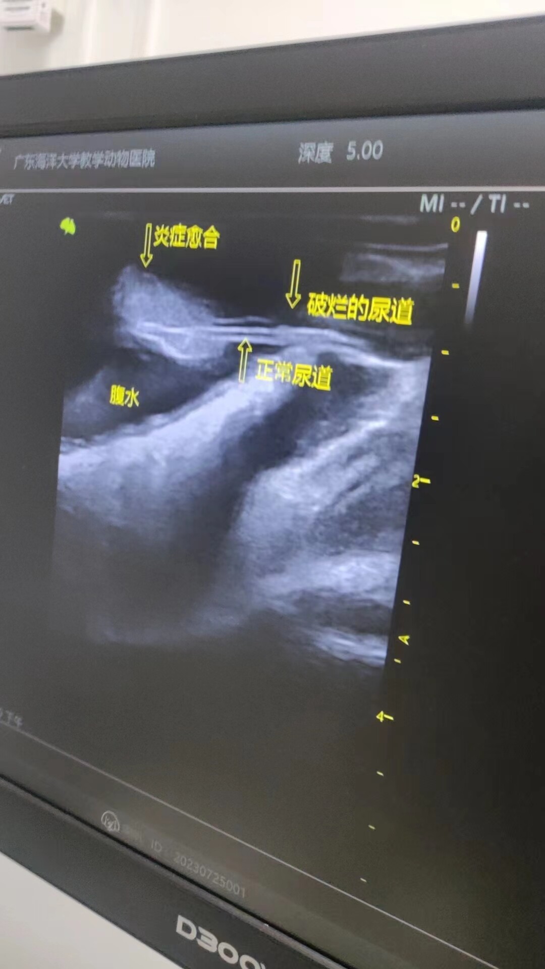 瓦莱里娅🏳️‍⚧️ (@ValeriaXYN@hub.mtf.party) - MtF Party